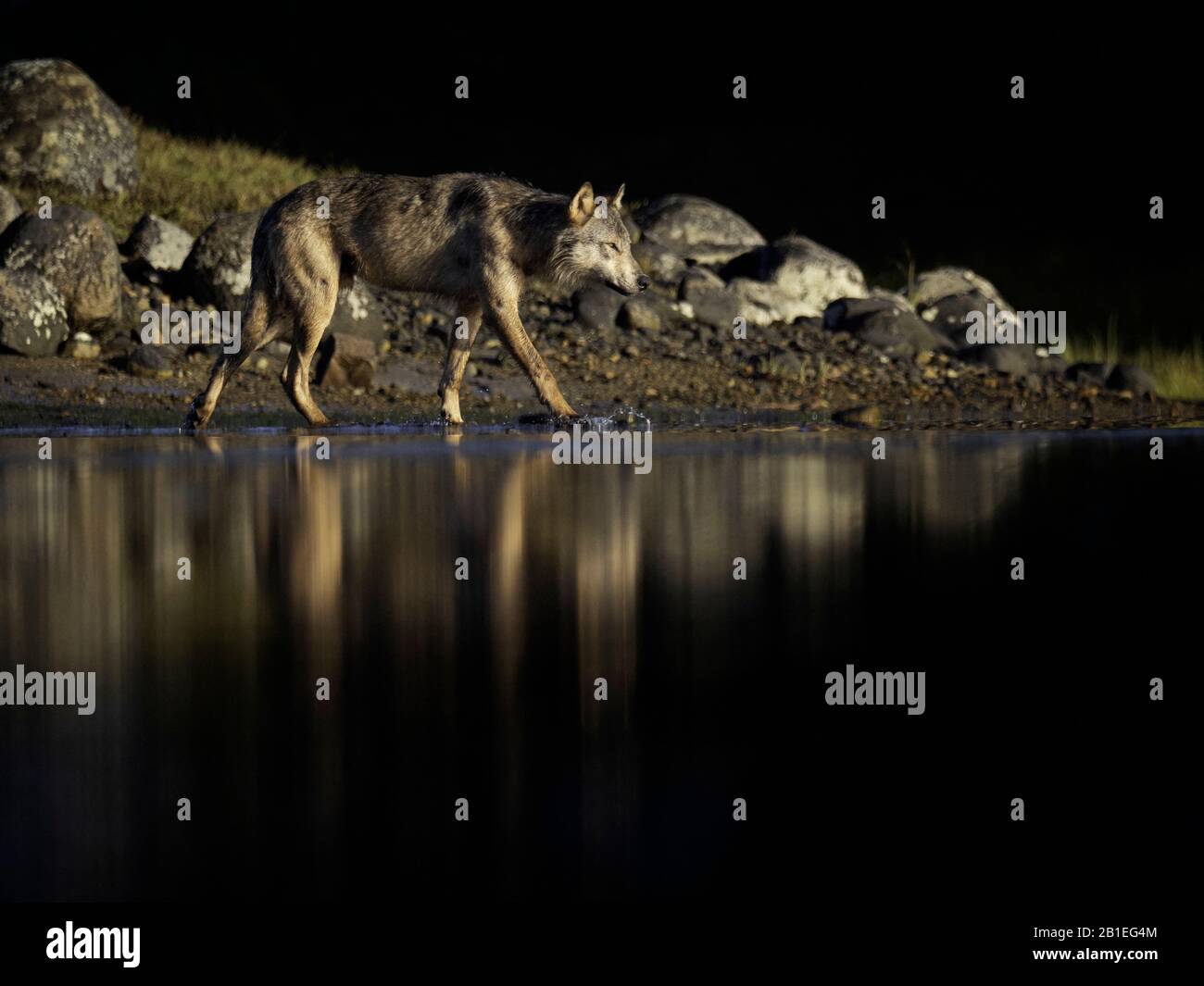 A Coastal Wolf (Canis lupus columbianus) skims across the rivers edge ...