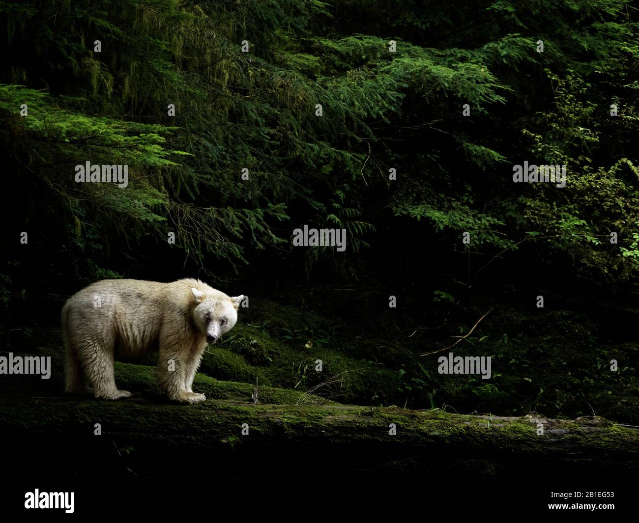 A Spirit Bear emerges from the rainforest in British Columbia, Canada ...