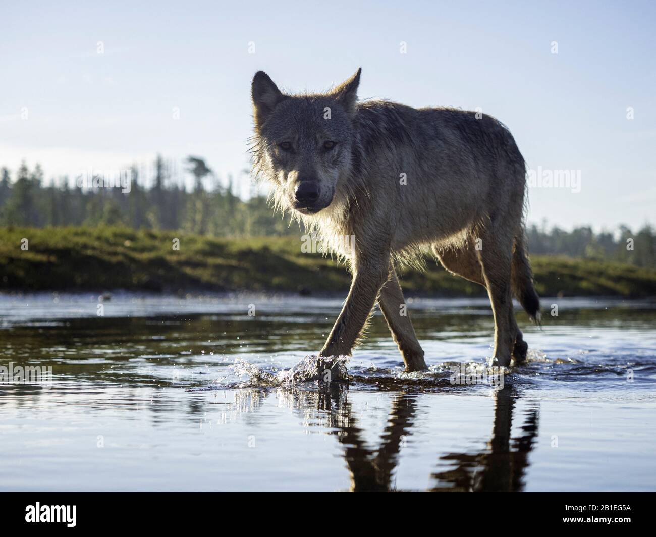 A Coastal Wolf (Canis lupus columbianus) crosses the river in British ...