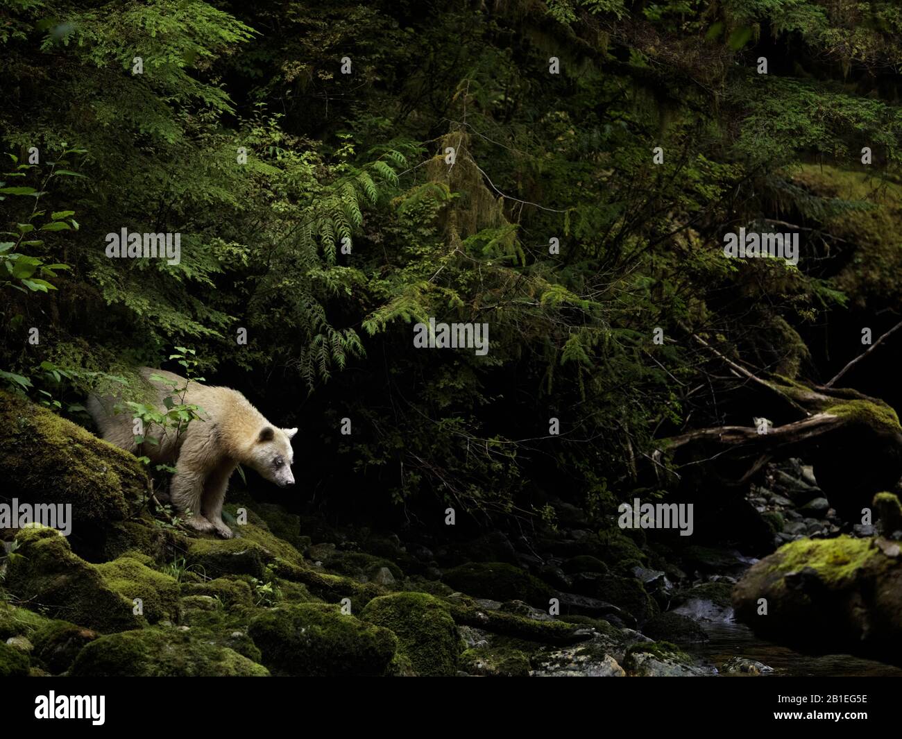 Humid Temperate Rainforests High Resolution Stock Photography and ...