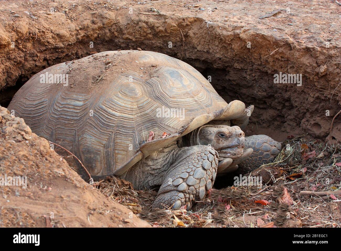 African spurred tortoises (Centrochelys sulcata) at the entrance of its ...