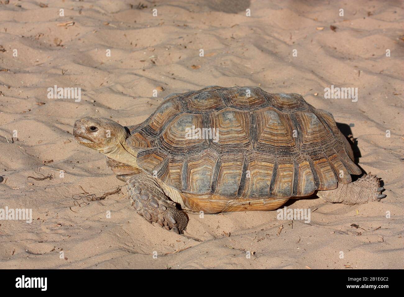 Sulcata tortoises hi-res stock photography and images - Alamy