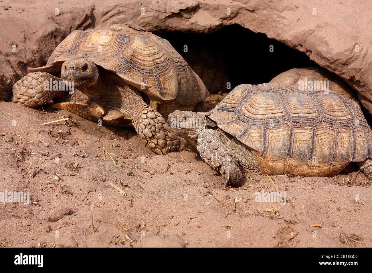 African spurred tortoises (Centrochelys sulcata) at the entrance of ...