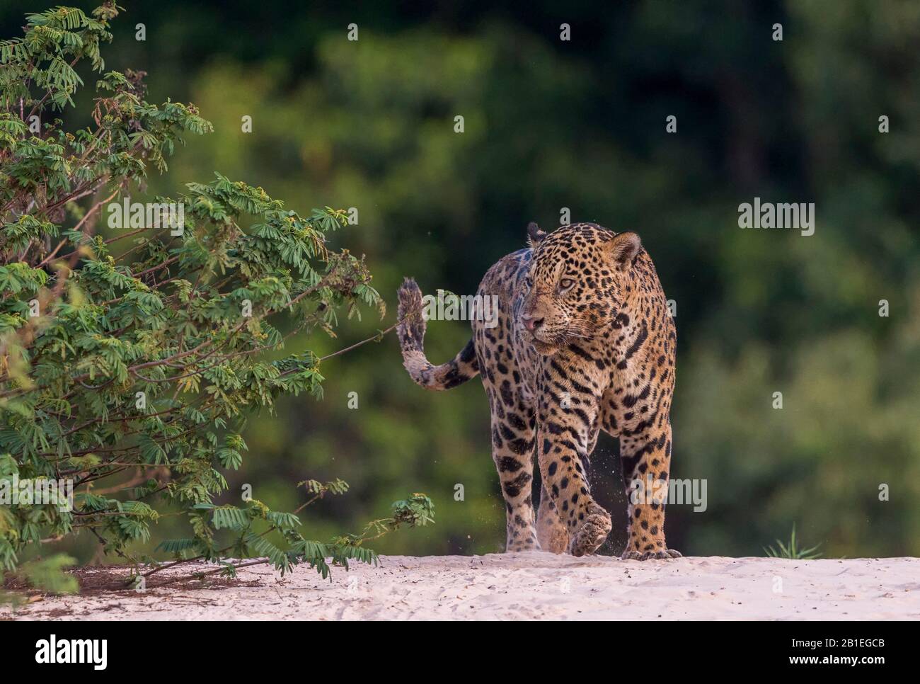 Jaguar (Panthera onca), hunting along the water of a rio, Pantanal area ...