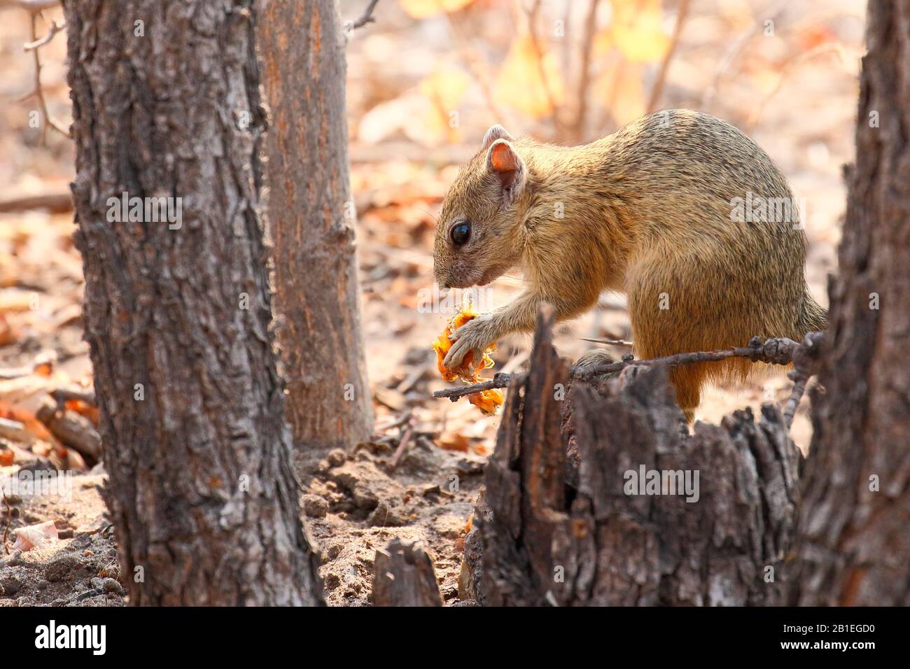 Smith's bush squirrel (Paraxerus cepapi) adult at the foot of a tree ...