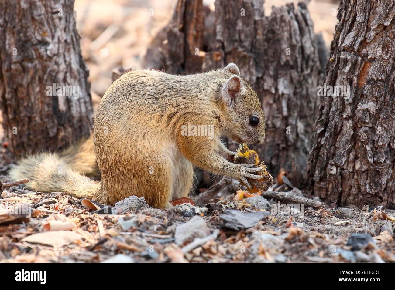 Smith's bush squirrel (Paraxerus cepapi) adult at the foot of a tree ...