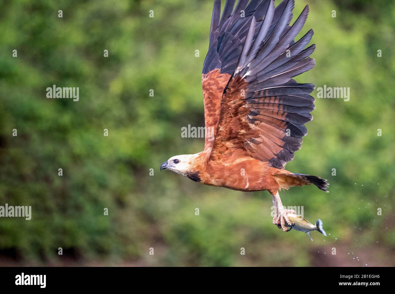 Black-collared Hawk (Busarellus nigricollis), in flight with a fish ...