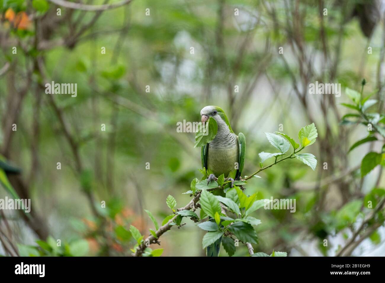 Monk parakeet (Myiopsitta monachus), adult eating one mango, Pantanal ...