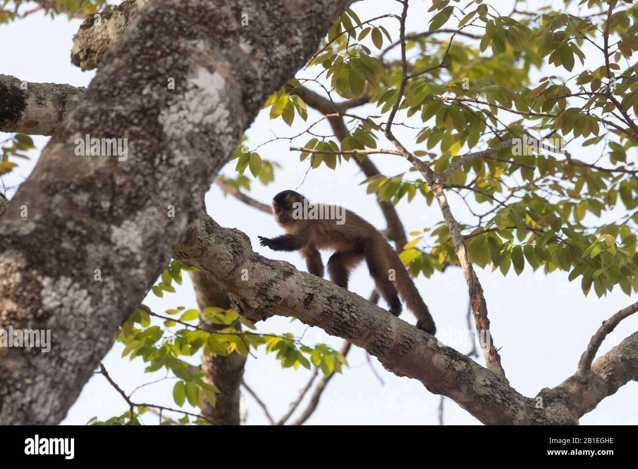 Black-striped capuchin (Sapajus libidinosus), also known as the bearded ...