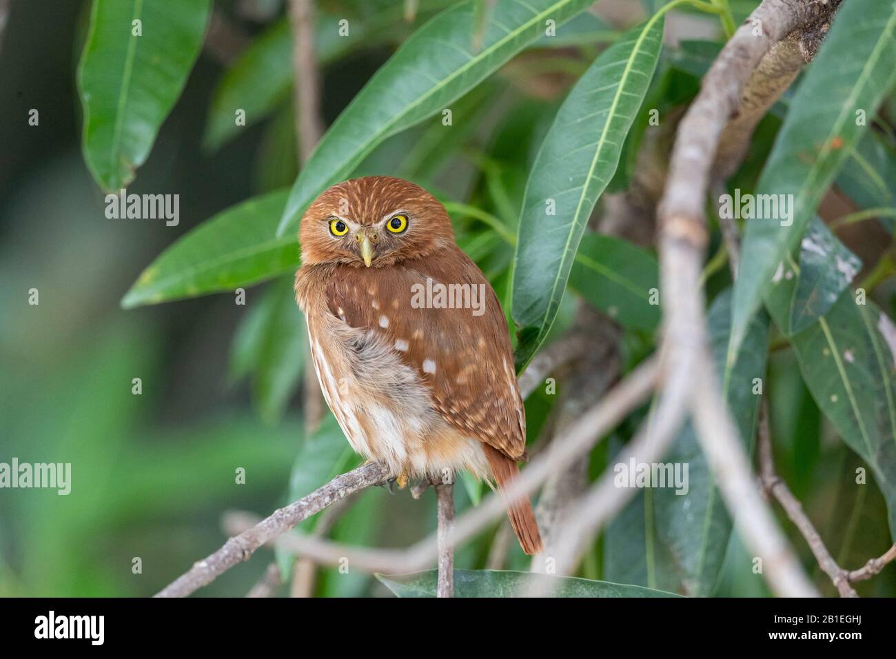 Glaucidium hi-res stock photography and images - Alamy
