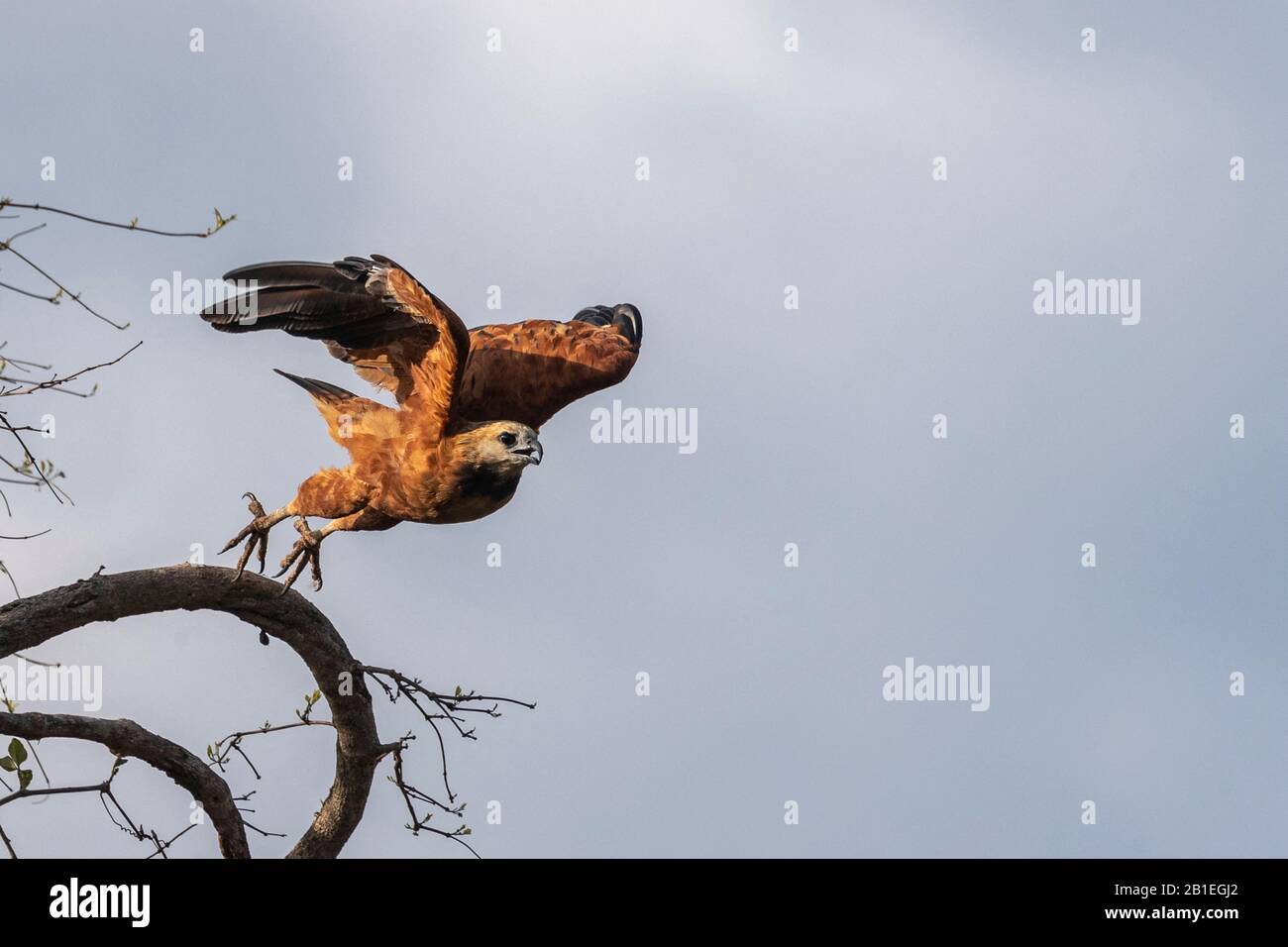 Black-collared Hawk (Busarellus nigricollis), in flight, Pantanal area ...
