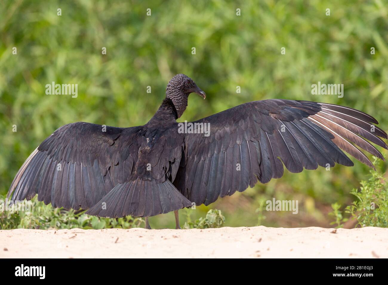 Black Vulture or American Black Vulture (Coragyps atratus), sun bath ...