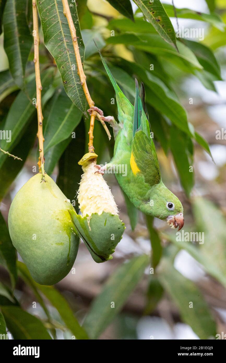 Yellow-chevroned parakeet (Brotogeris chiriri), adult eating one mango ...