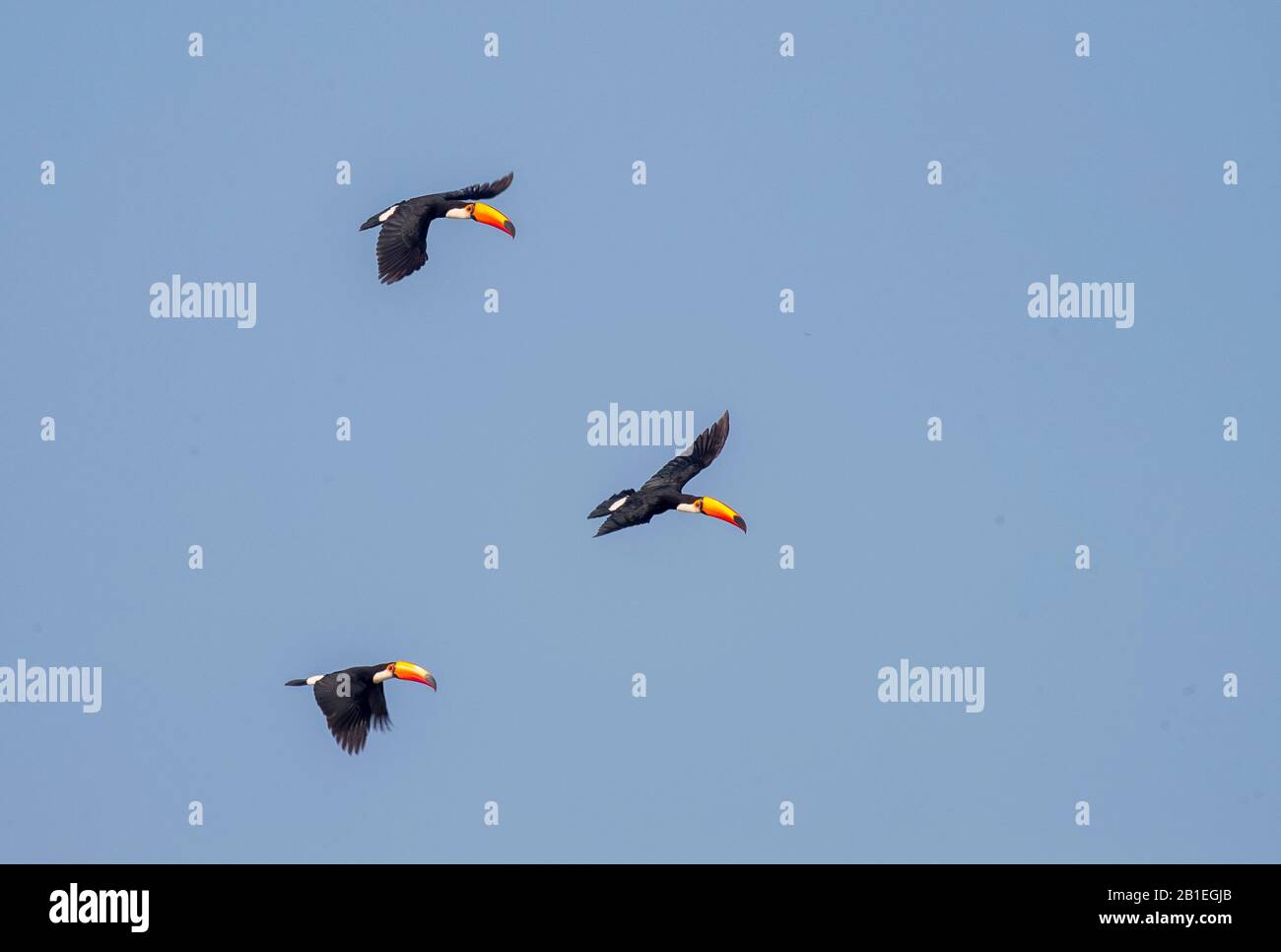 Toucans in flight hi-res stock photography and images - Alamy