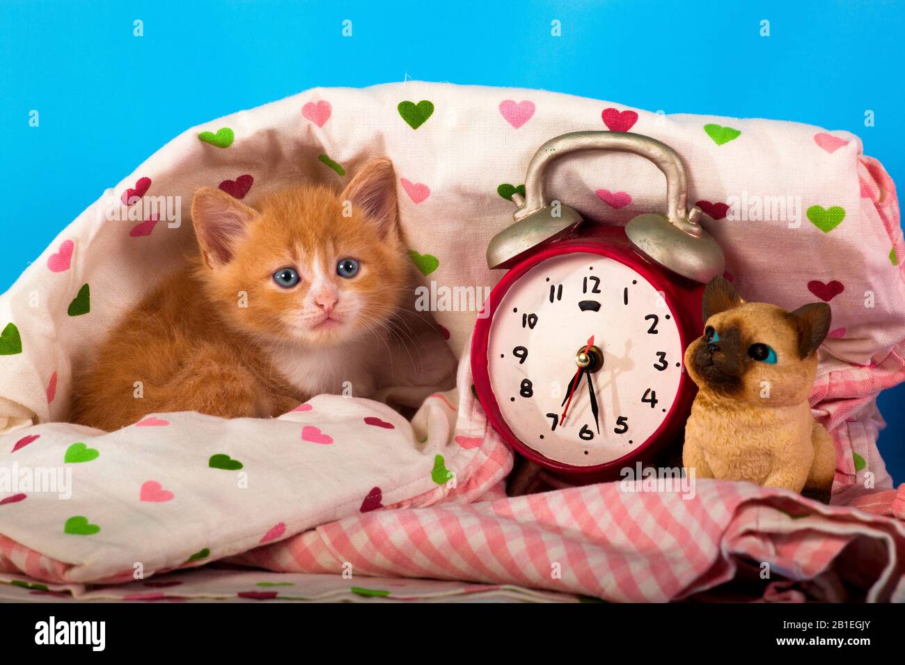 Alarm clock studio hi-res stock photography and images - Alamy