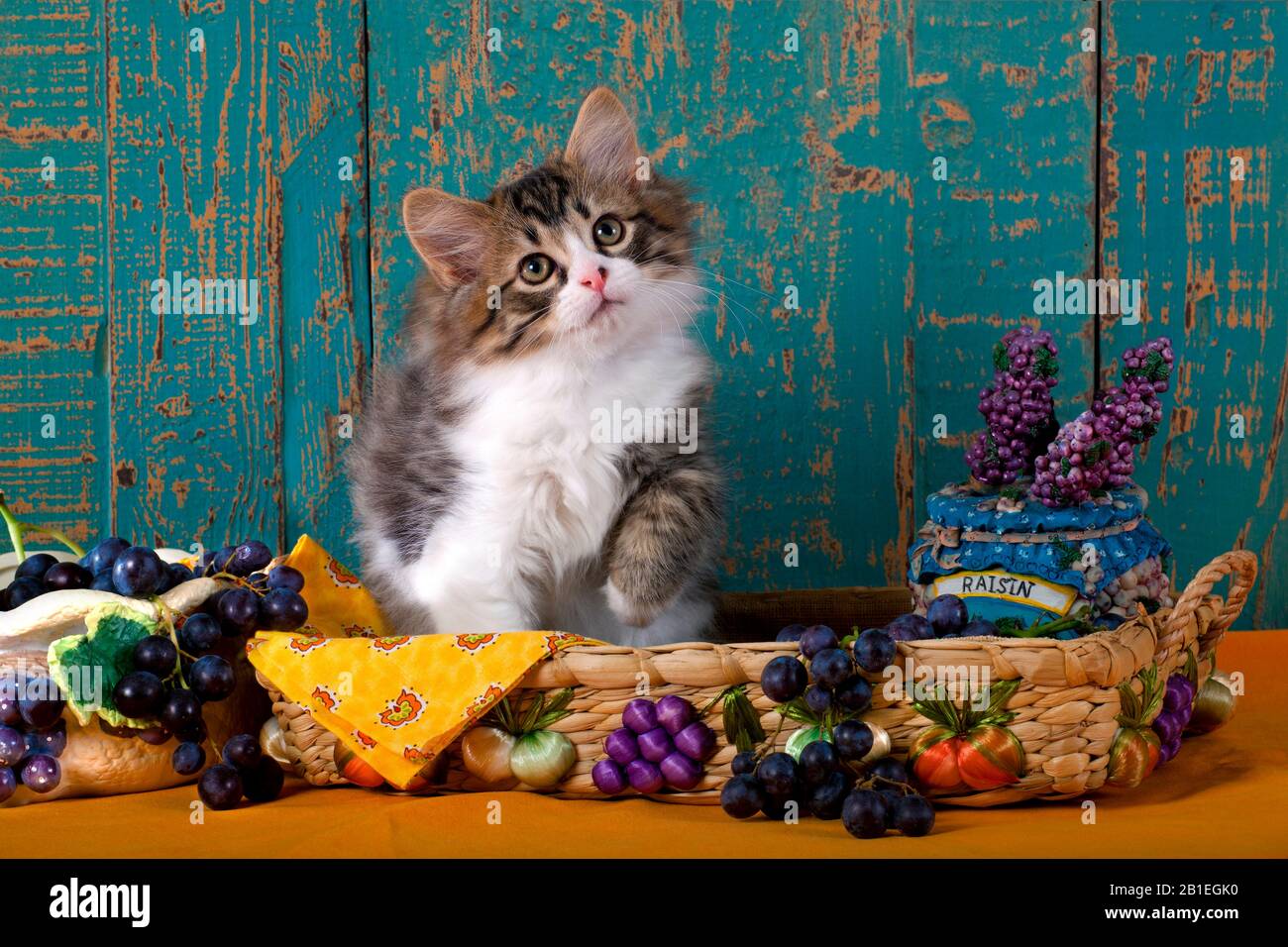Cat and fruit hi-res stock photography and images - Alamy