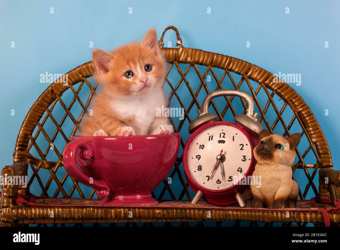 Orange and white kitten sitting in bowl by alarm clock in studio Stock ...
