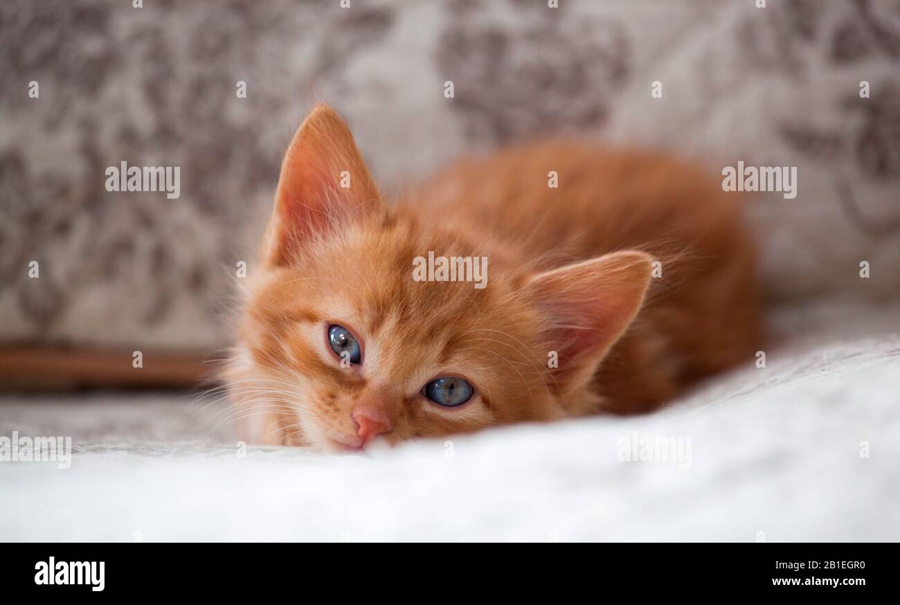 House cat laying on the bed hi-res stock photography and images - Alamy