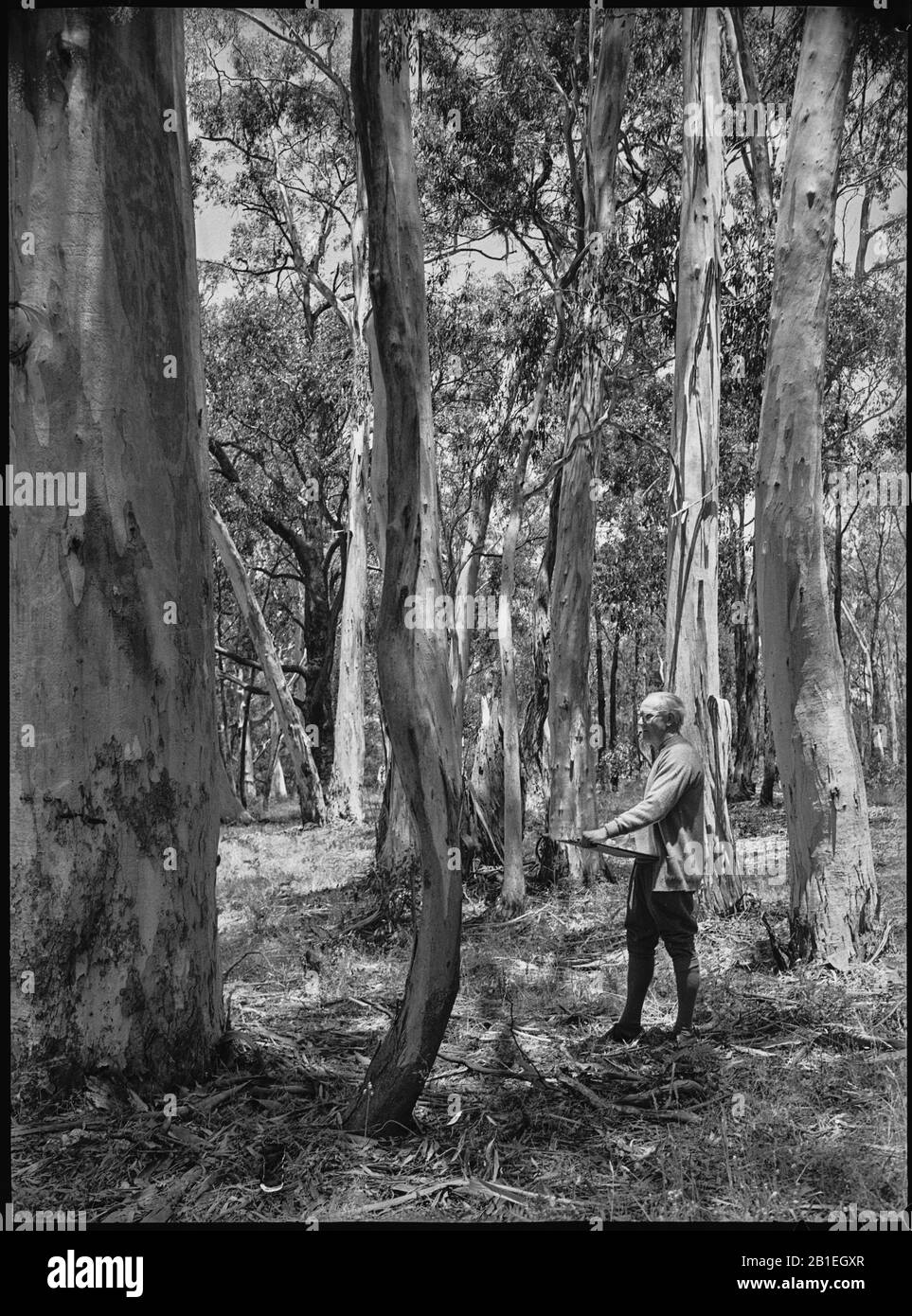 Hans Heysen High Resolution Stock Photography and Images - Alamy