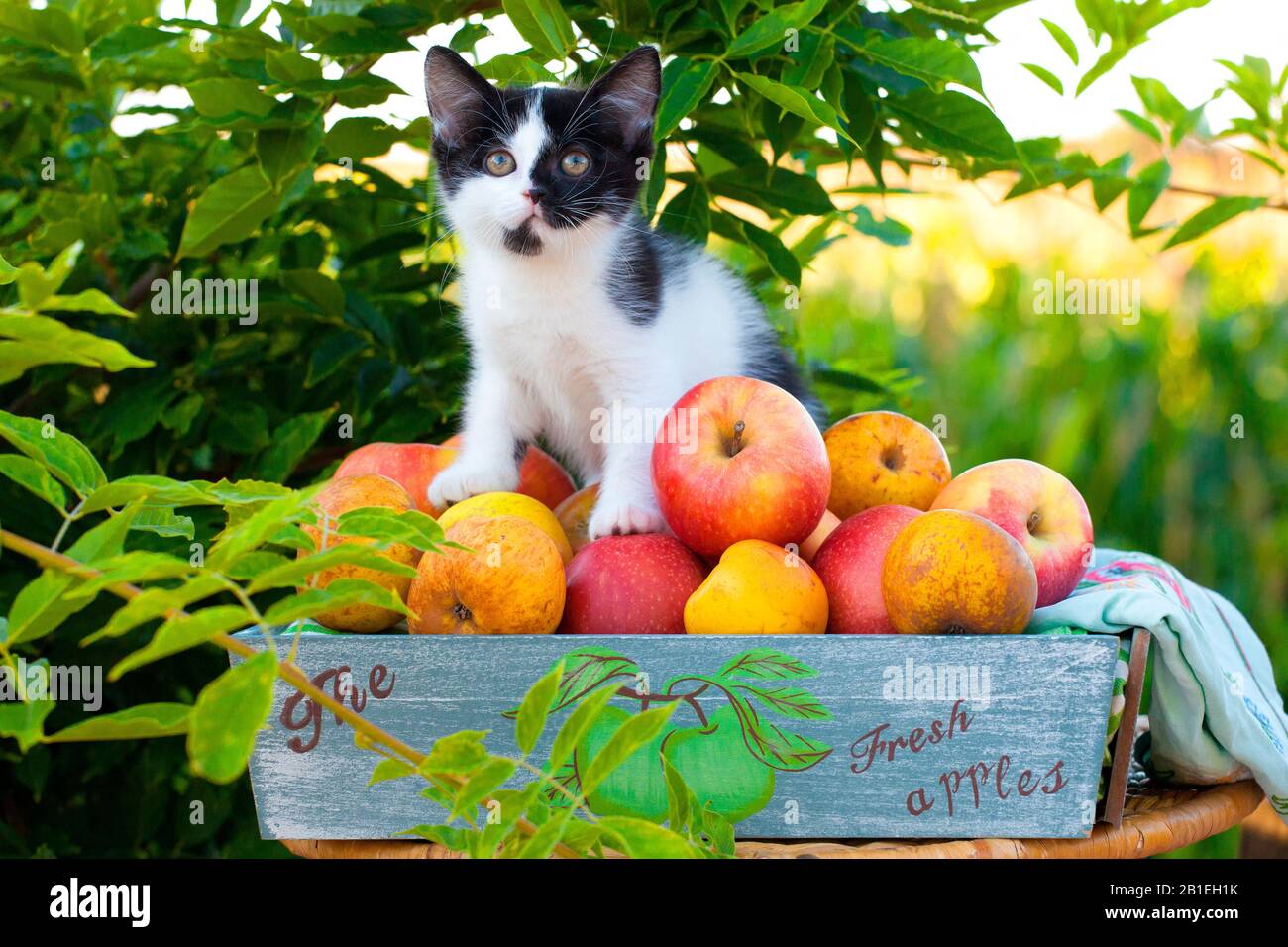 Tuxedo Apples BEST TUXEDO" Men's Formal, Wedding, Prom, Homecoming,