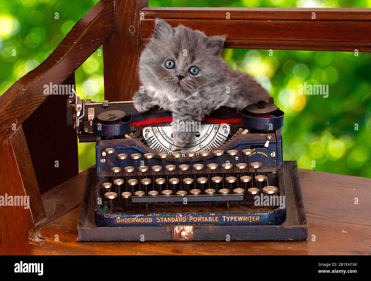 Gray kitten sitting on old Underwood standard portable typewriter on ...