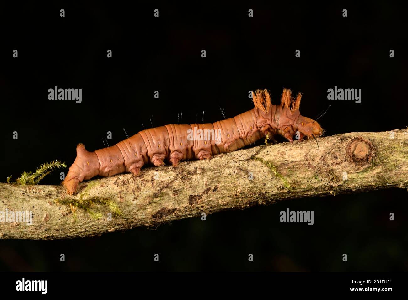 Moth (Lasiocampidae sp) caterpillar on a branch, Andasibe (Perinet ...