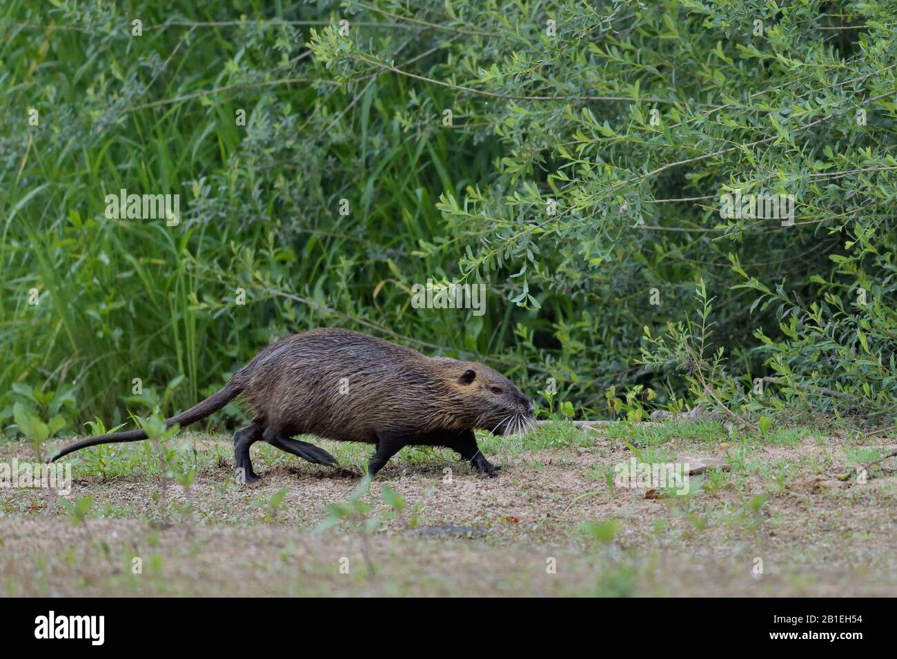Coypu (Myocastor coypus) walking on the banks of the Loire, France ...