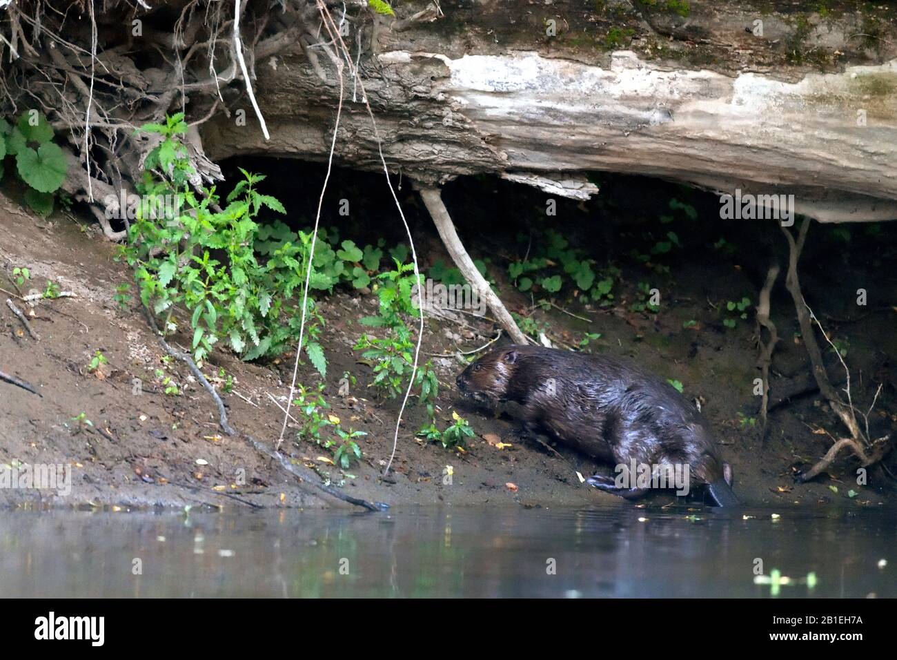 Beaver Profile View High Resolution Stock Photography and Images - Alamy