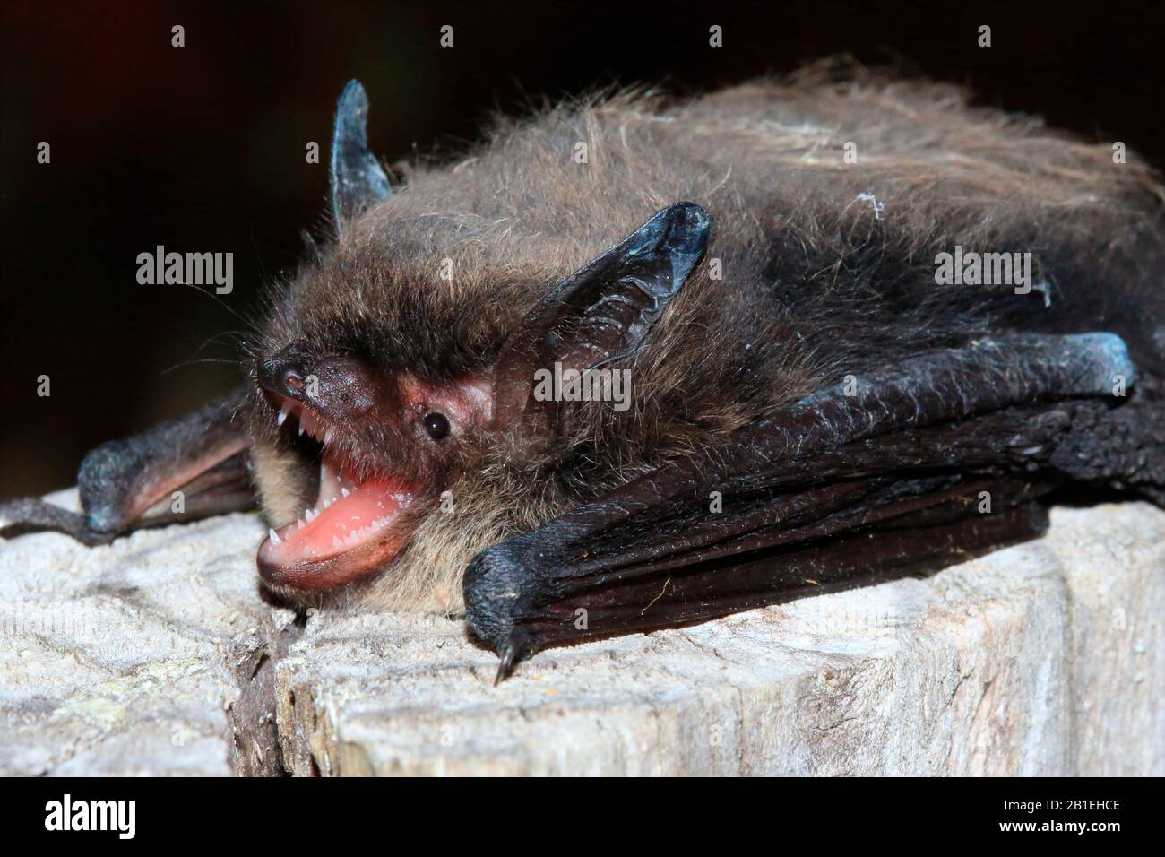 Three quarter portrait view hi-res stock photography and images - Alamy