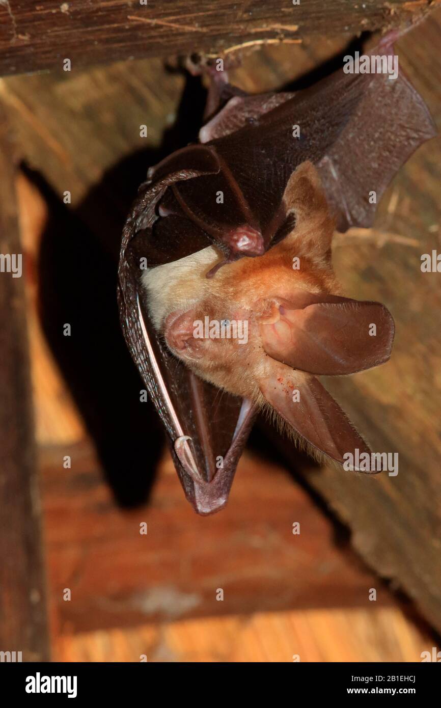 Egyptian slit faced bat nycteris thebaica High Resolution Stock ...