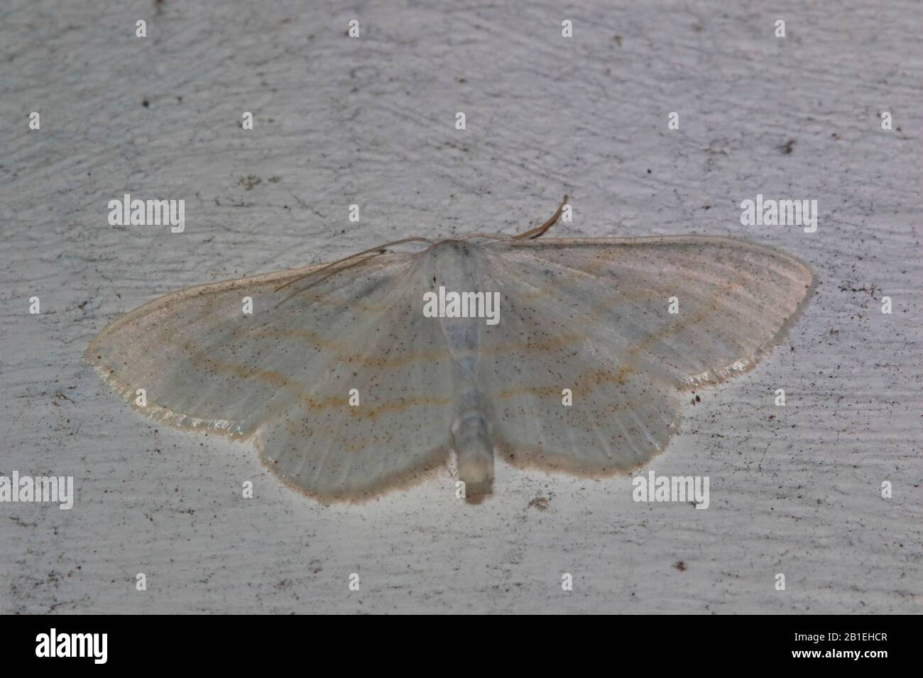 Small white wave (Asthena albulata Stock Photo - Alamy