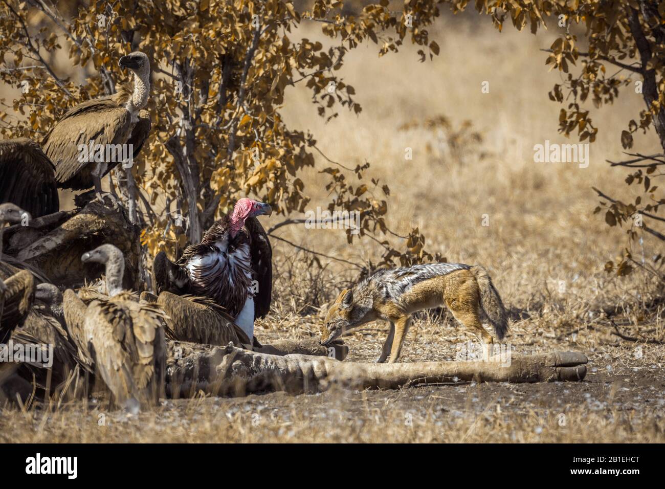 White back vulture eating hi-res stock photography and images - Alamy