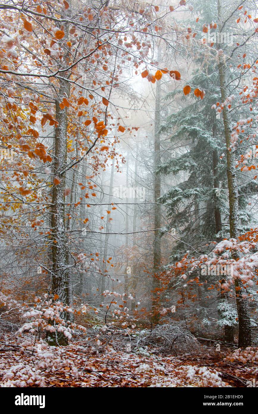 Mixed mountain forest (oaks, pines, beeches, Service tree, larches) in ...