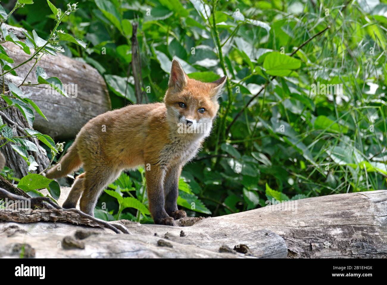 Red fox (Vulpes vulpes), kit evolving in a pile of wood near the burrow ...