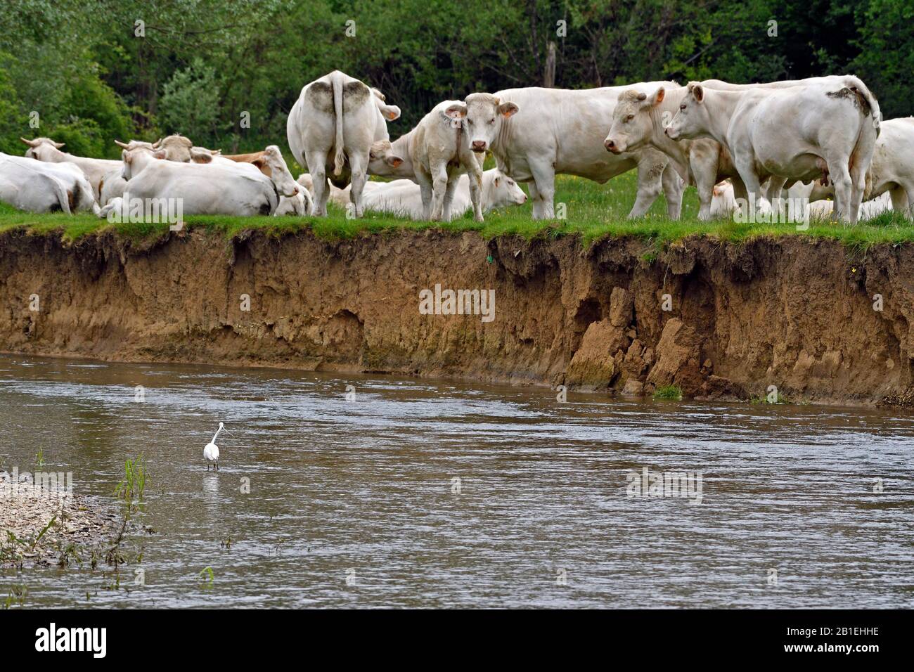 Little Egret (Egretta garzetta) hunting in the river and Charolais cows ...