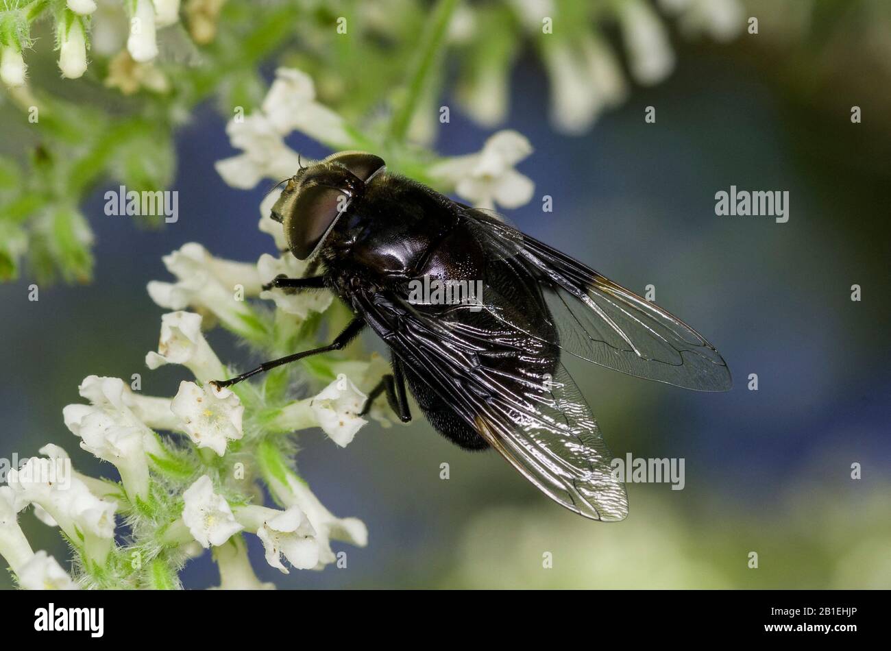 California grown High Resolution Stock Photography and Images - Alamy