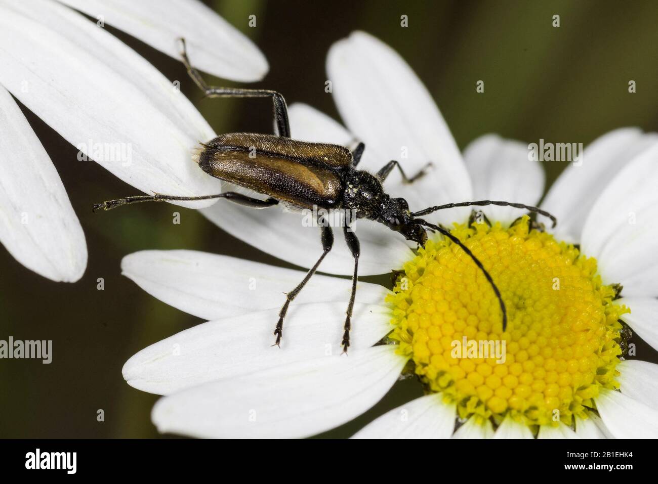 The proteus hi-res stock photography and images - Alamy