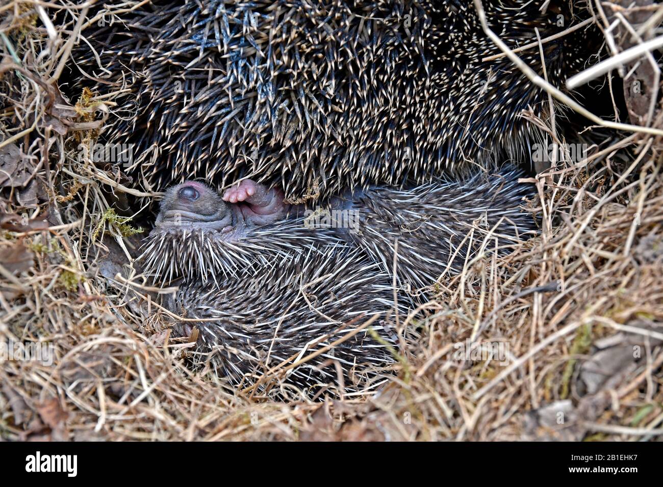 Western european hedgehog (Erinaceus europaeus) and young, France Stock ...