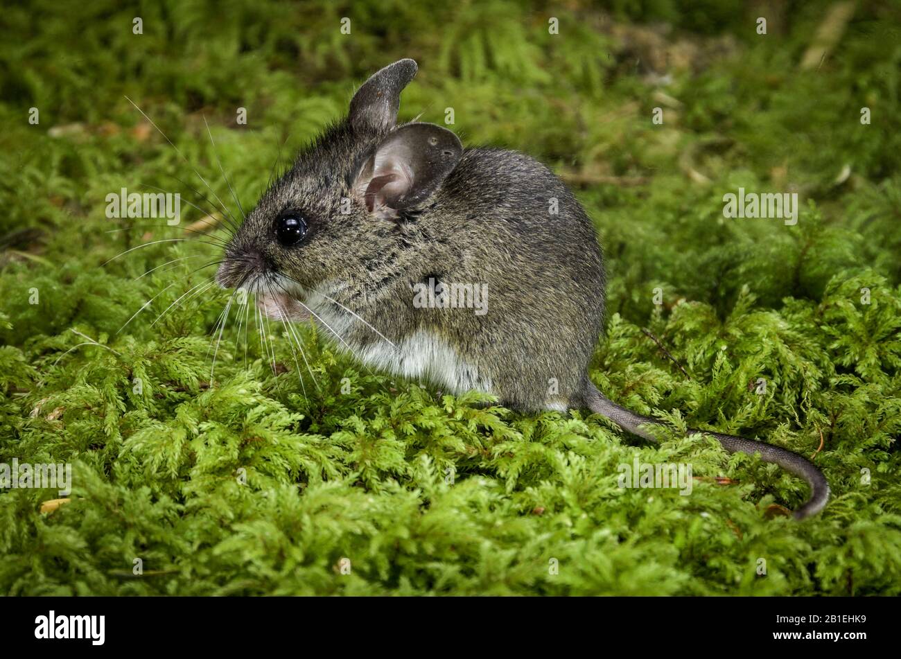 North Western Deermouse (Peromyscus keeni), Vancouver Island, British ...