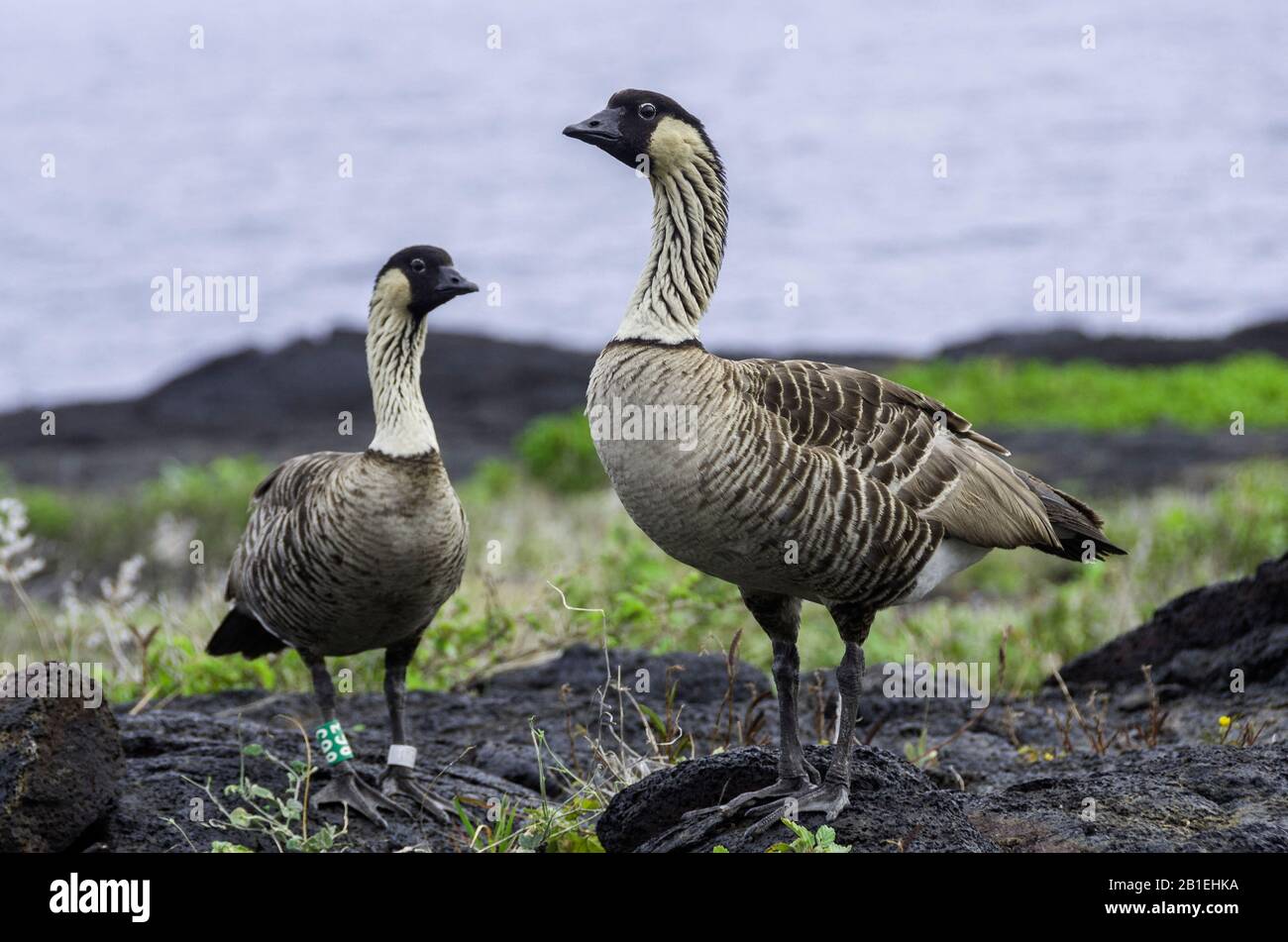 Hawaiian Goose, Nene (Branta sandvicensis), Big Island, Hawaii Stock ...