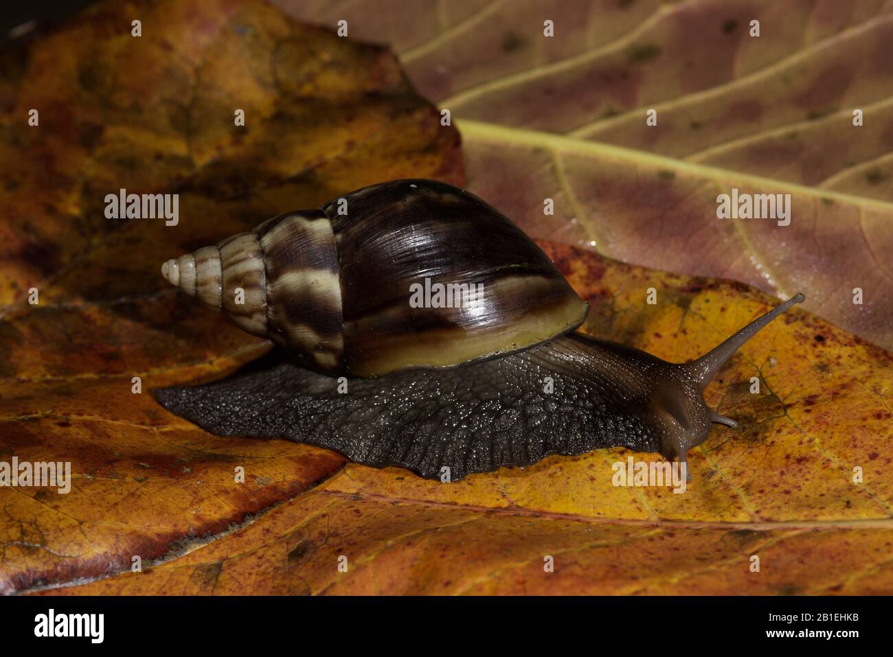 Giant African Land Snail (Lissachatina fulica), Hawaii Stock Photo - Alamy