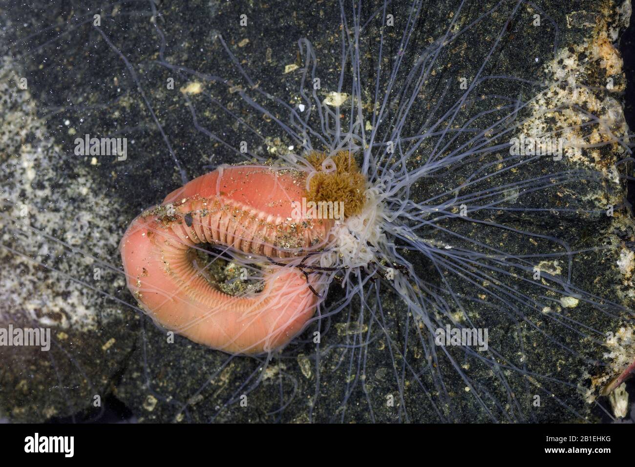 Curly-head Spaghetti Worm (Thelepus crispus), Estero Bluffs State Park ...