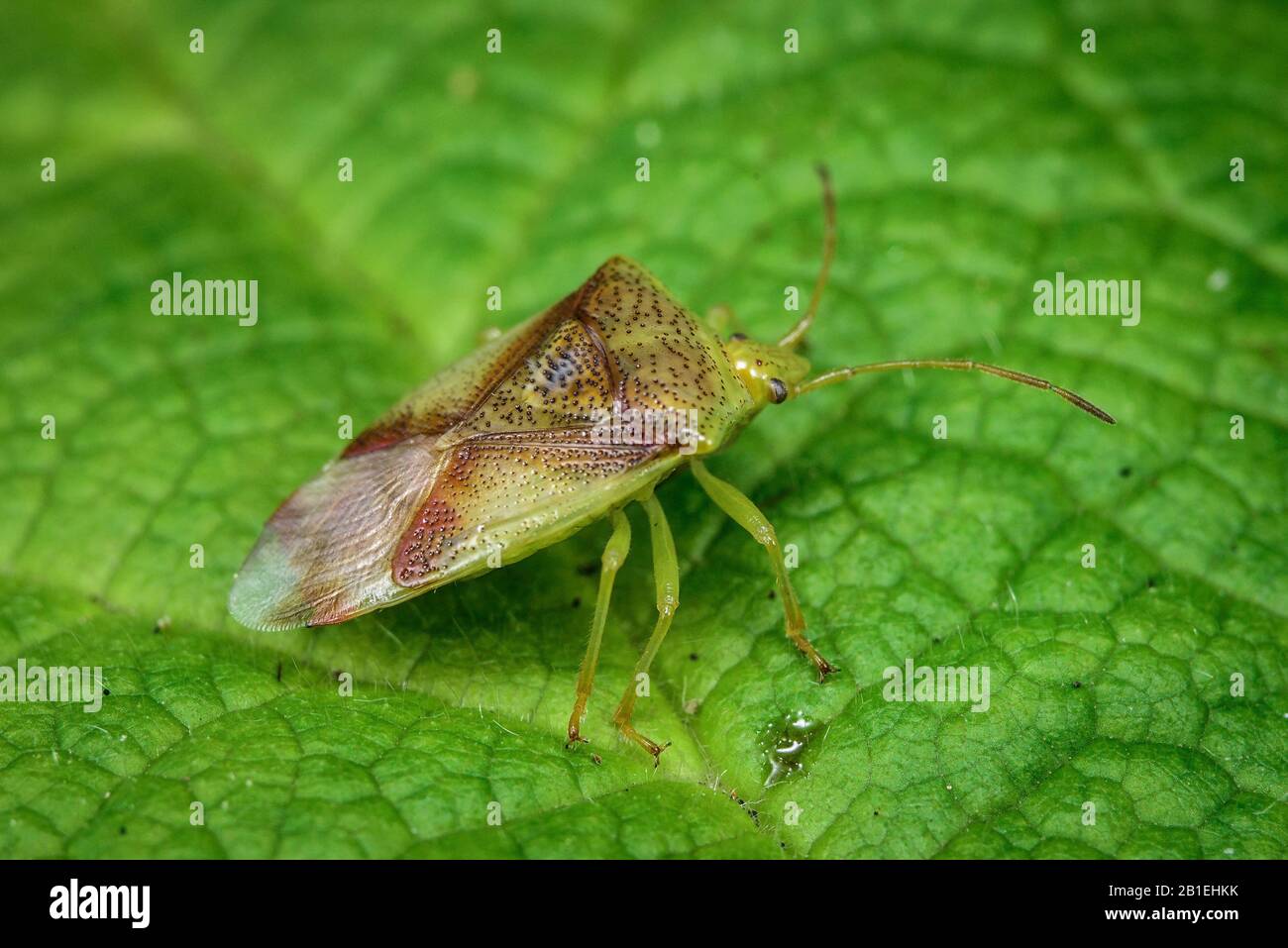 Red Cross Shield Bug (Elasmostethus cruciatus), Vancouver Island ...