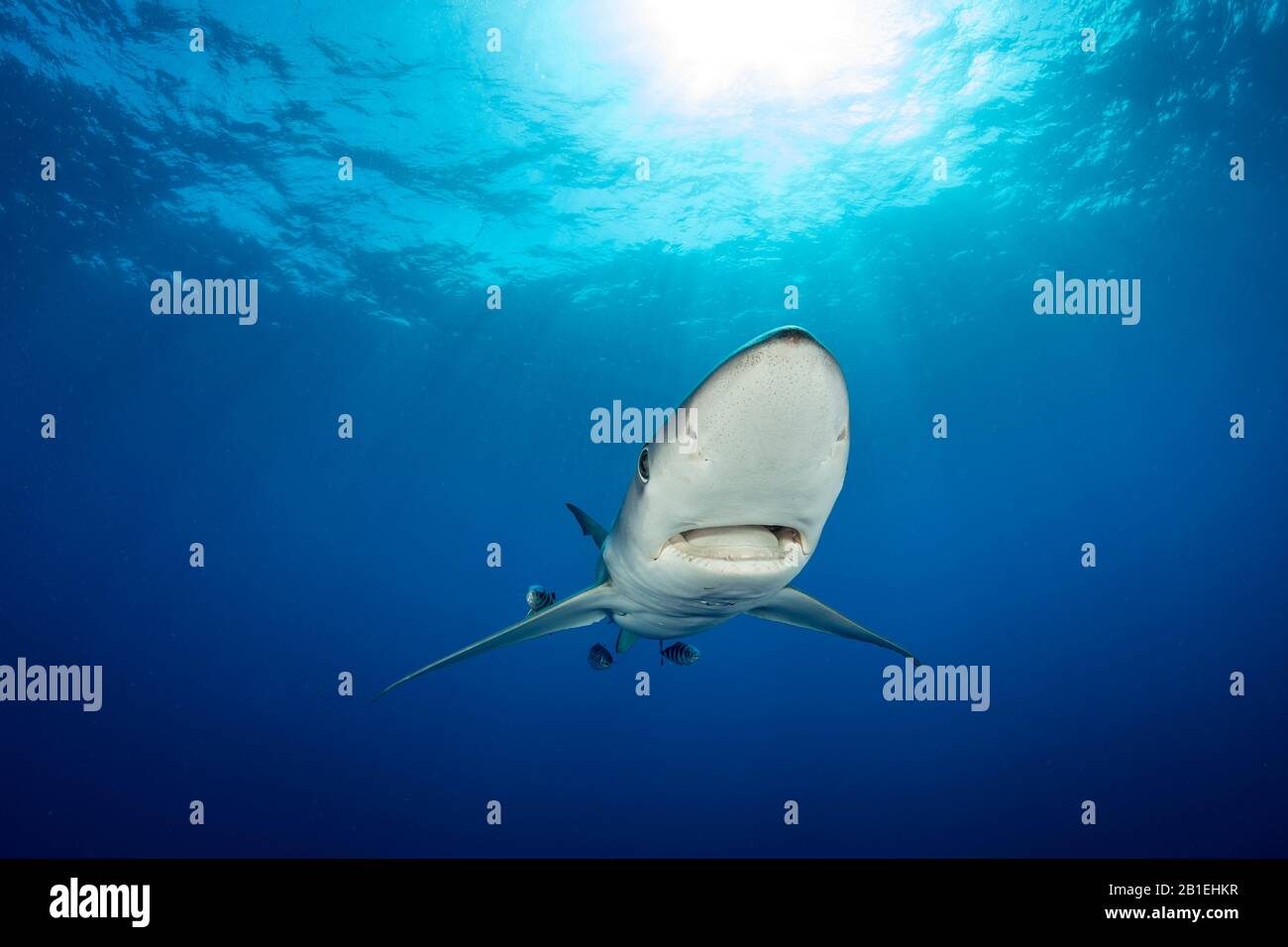 Shark with pilotfish hi-res stock photography and images - Alamy
