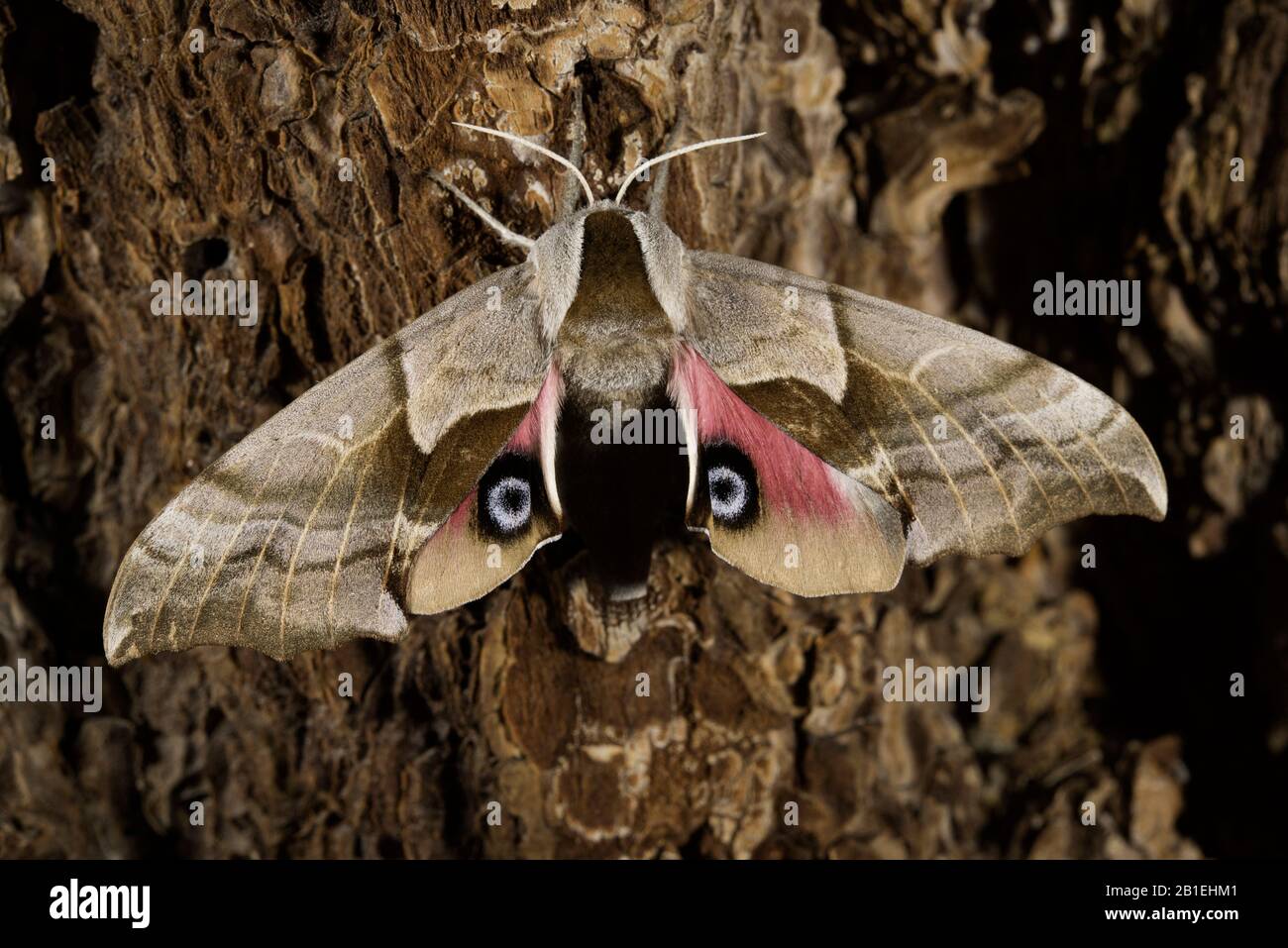One-eyed Sphinx Moth (Smerinthus cerisyi), California Stock Photo - Alamy