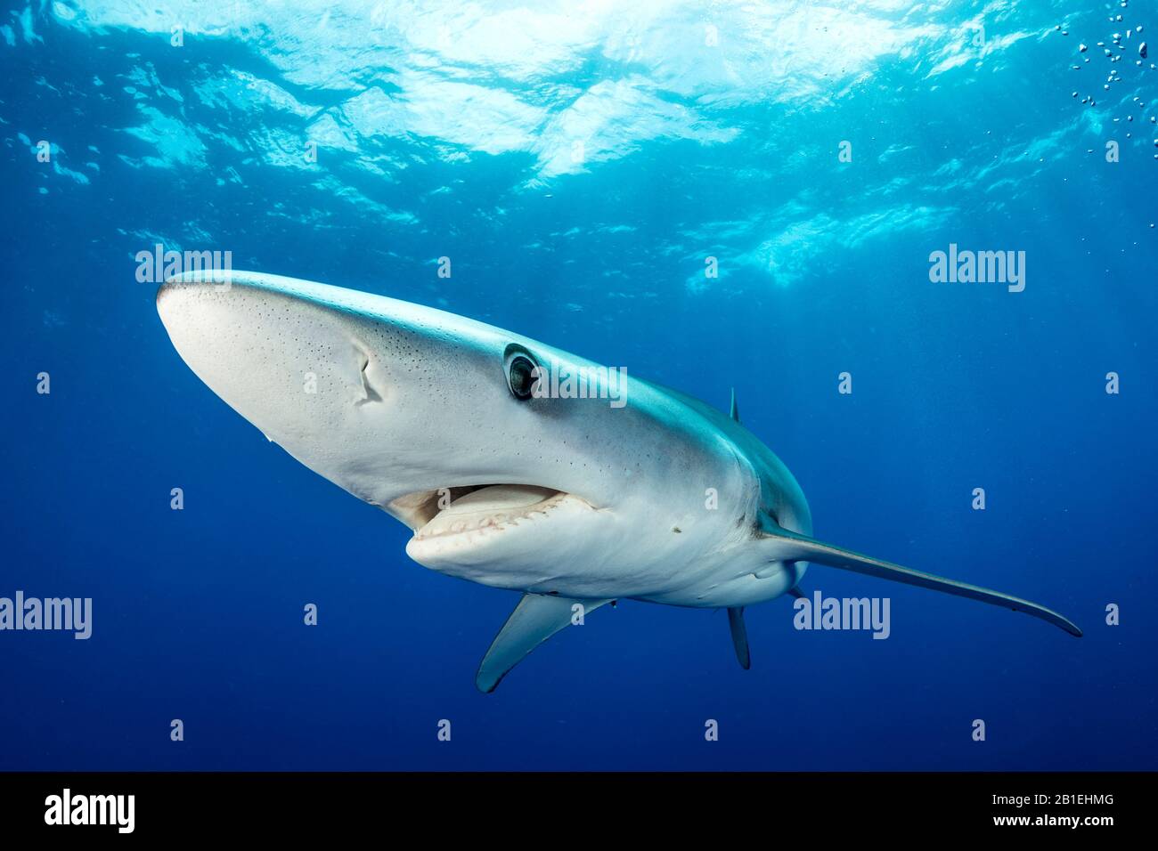 Blue shark (Prionace glauca) Pico Island, Azores, Portugal, Atlantic ...