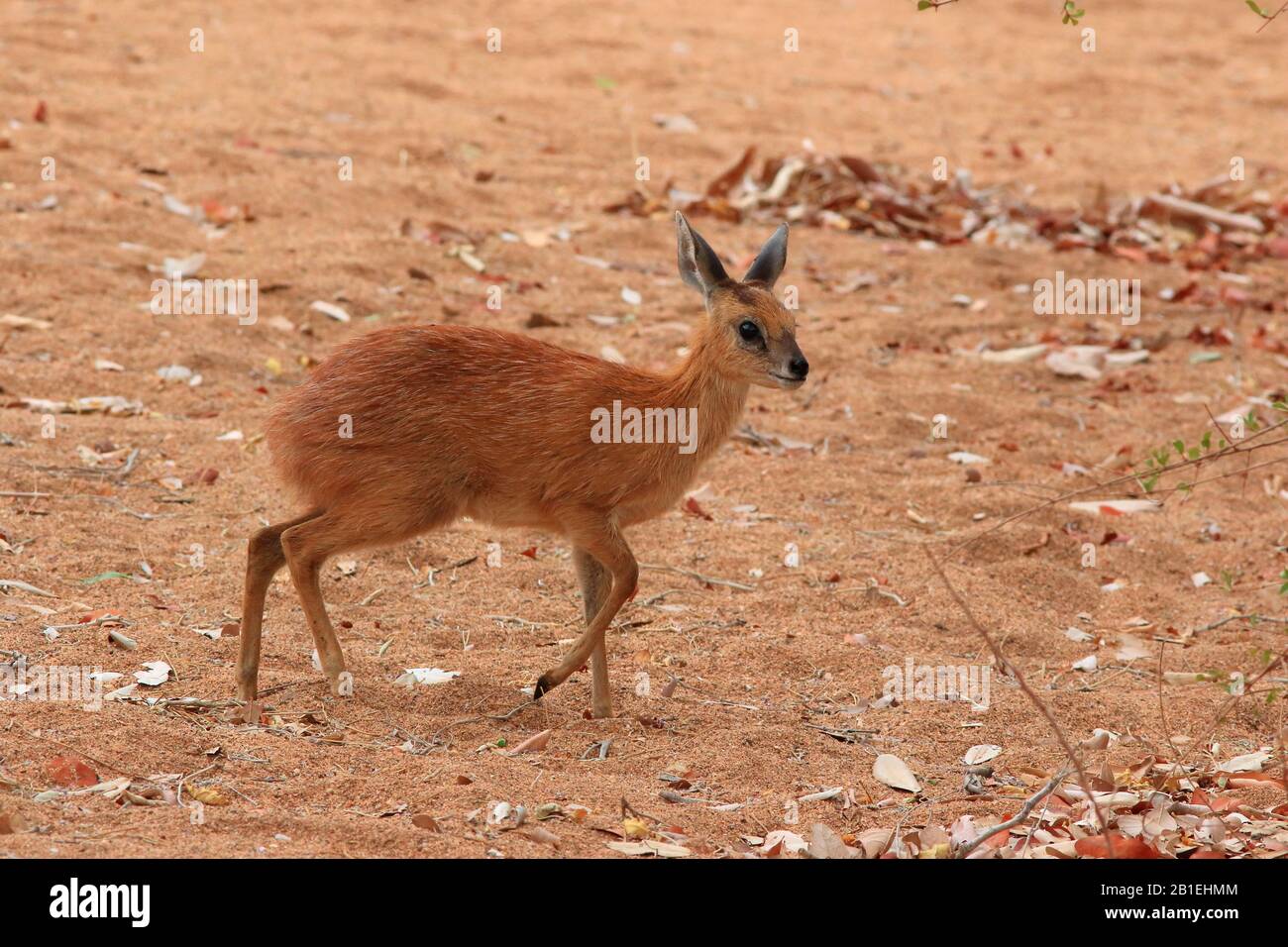 Sharpe's grysbok (Raphicerus sharpei) in savannah, Southern Africa ...