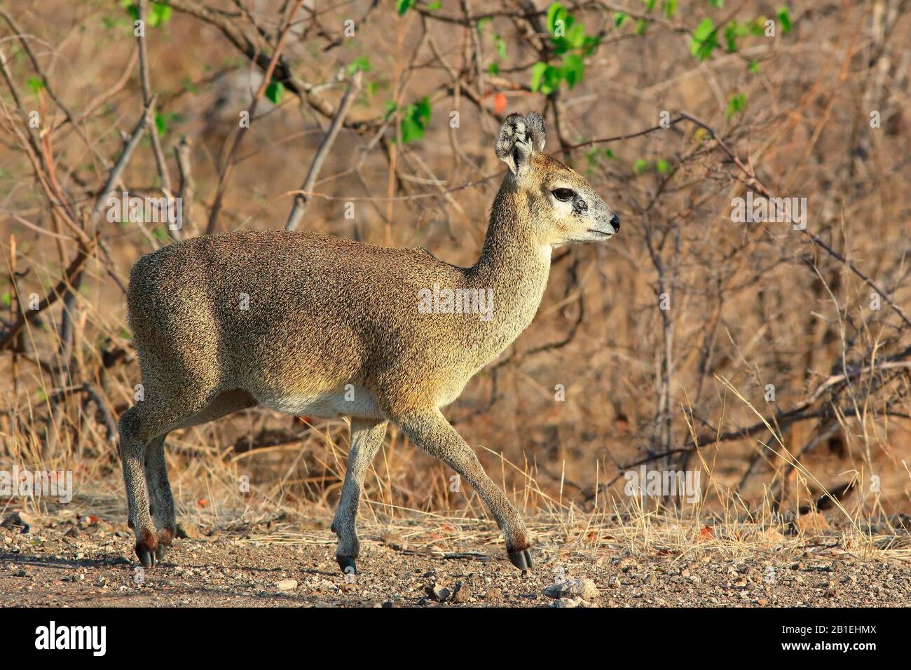 Klipspringer (Oreotragus oreotragus) in savannah, Southern Africa Stock ...
