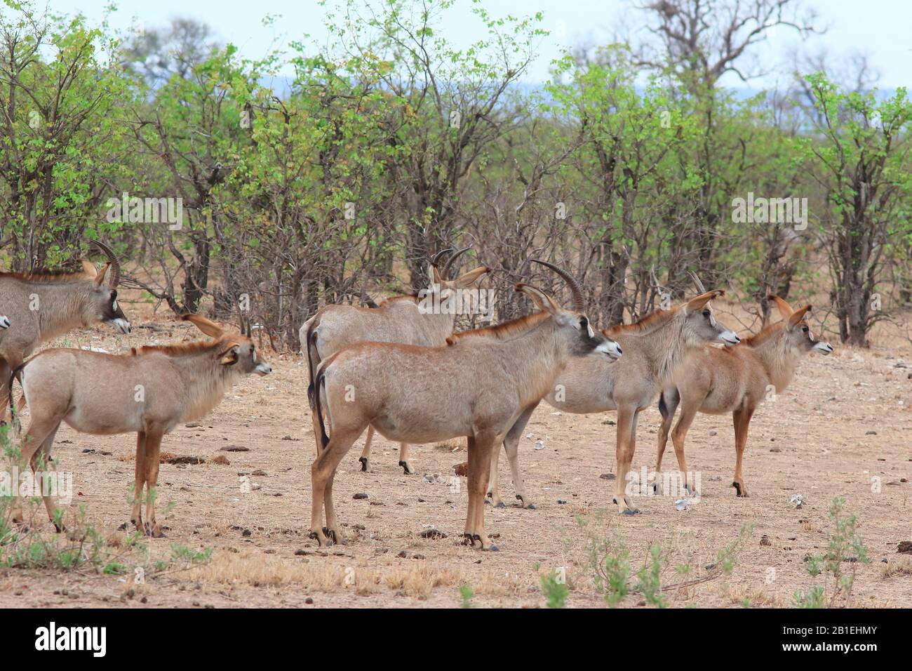 Roan antelope (Hippotragus equinus) group in savannah, Southern Africa ...
