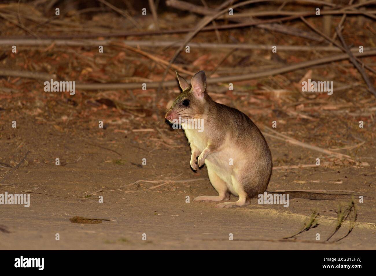 Malagasy giant jumping rat hypogeomys antimena hi-res stock photography ...